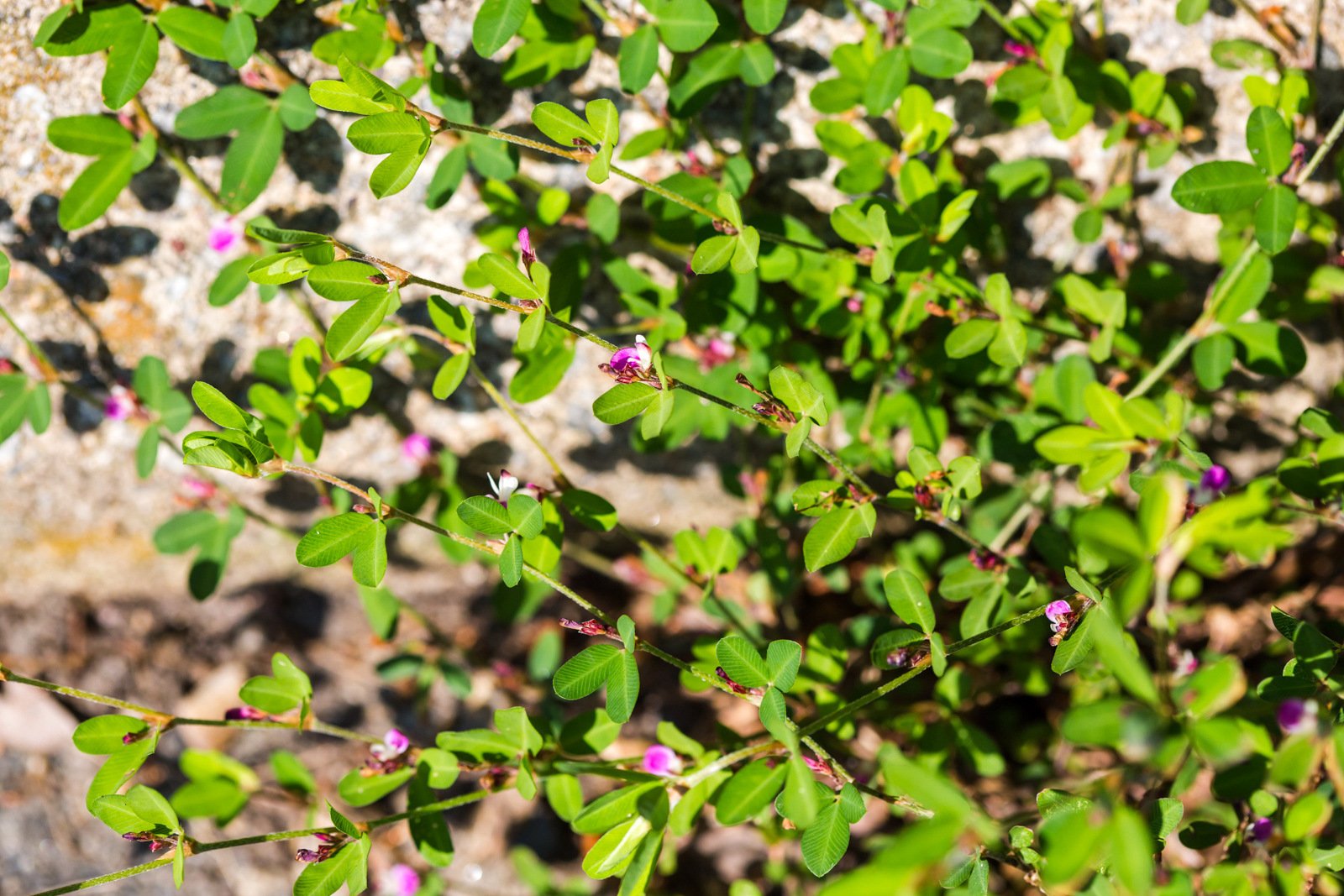 Controlling the 11 Most Common Lawn Weeds in North Mississippi