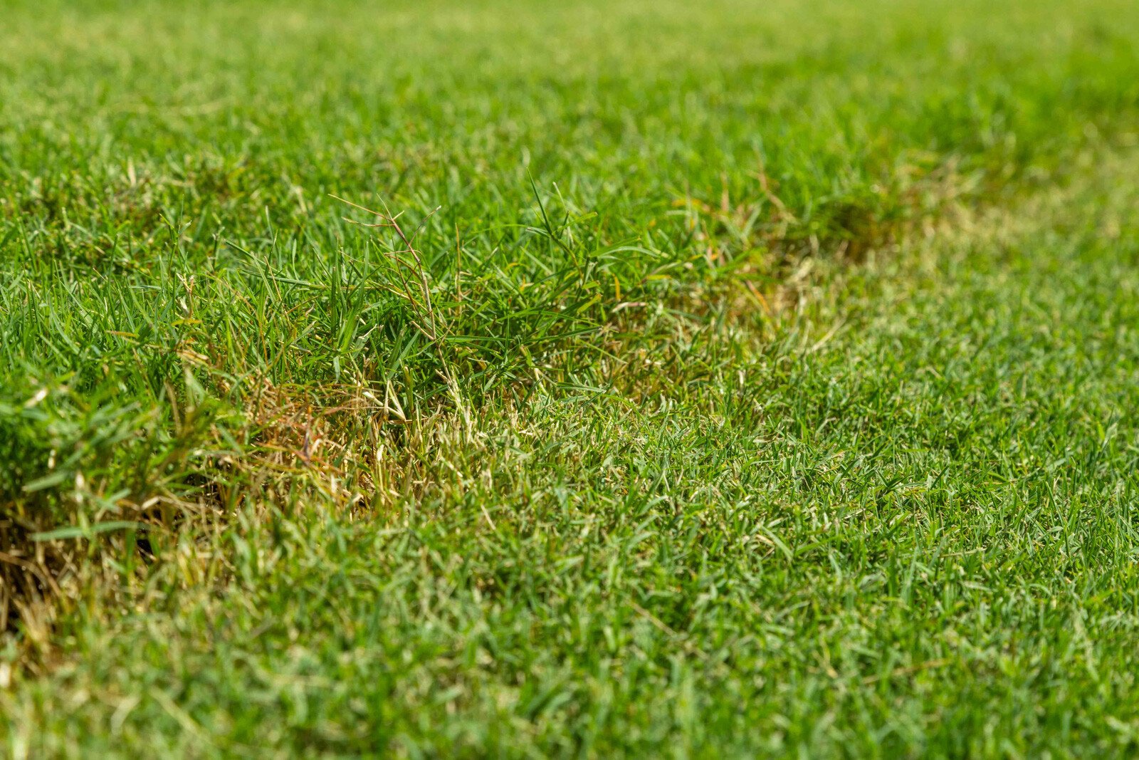 8 Reasons Why Your Weeds Keep Coming Back (And How to Get Control of Them)