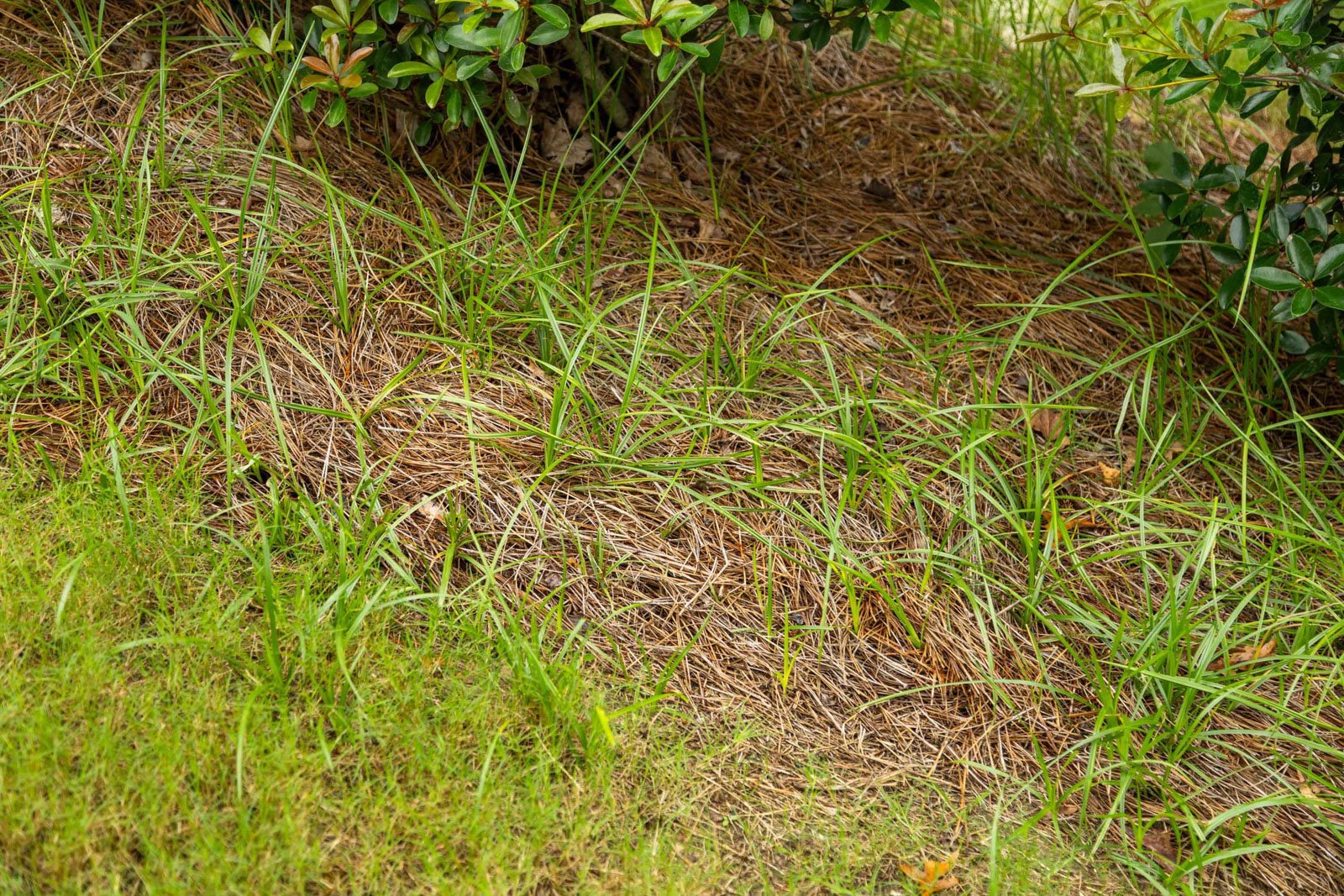 8 Reasons Why Your Weeds Keep Coming Back (And How to Get Control of Them)