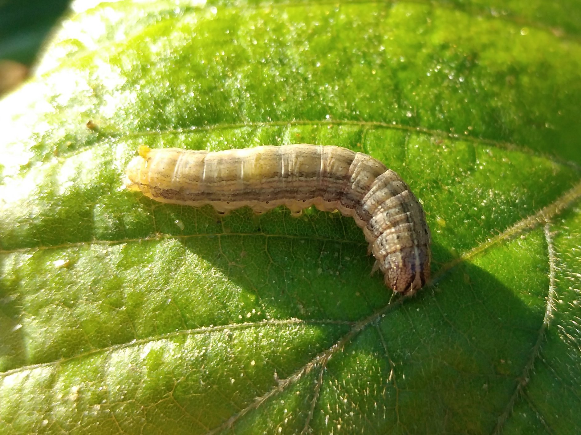 How to Control & Prevent Armyworm Damage in Your Mississippi Lawn