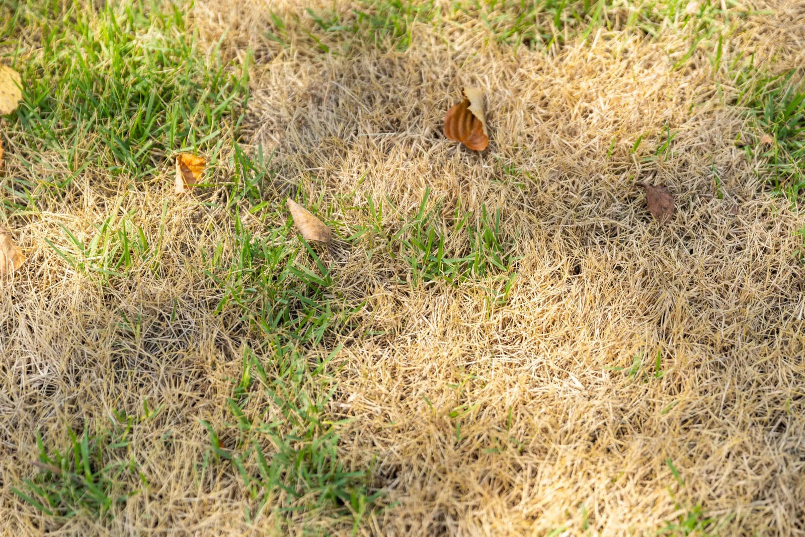 Is My Grass Dead or Dormant? How to Inspect Brown Grass for Possible Damage