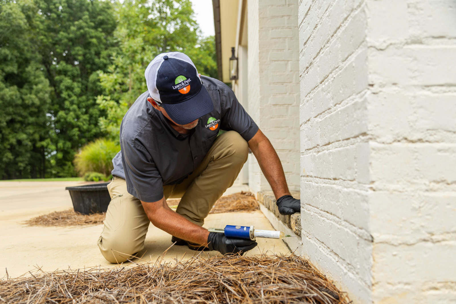 Effective Ways to Eliminate Ant Infestations in Your New Albany, MS Home